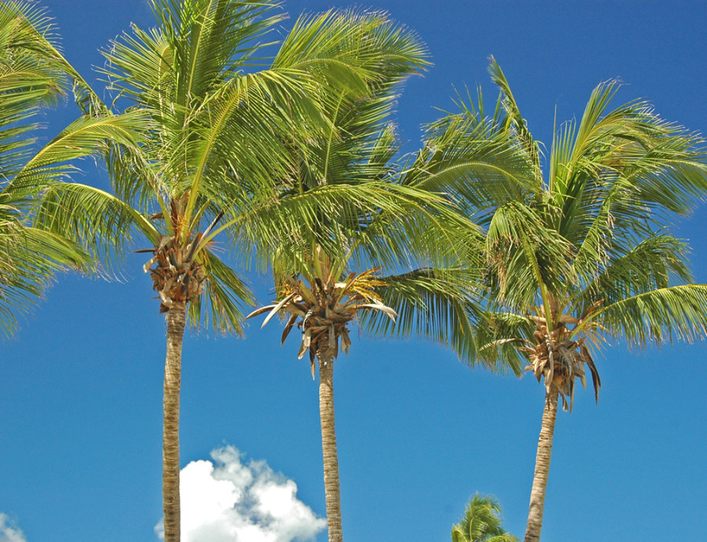 The Malayan Dwarf Coconut Palm - Small(er) Tree in a Big State