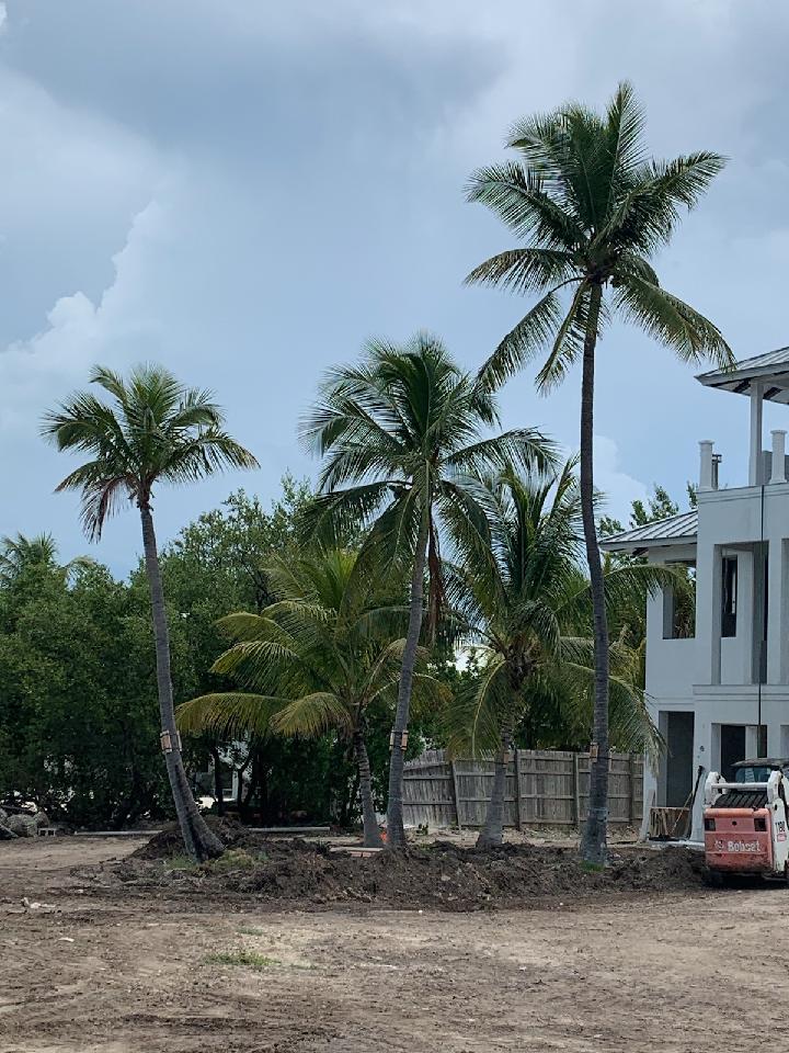 Florida Keys Landscaping Services - La Isla Tree and Landscape
